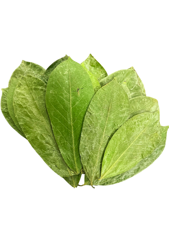 Soursop Leaves – Herbal Renaissance